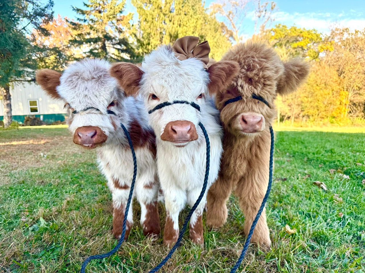 Mini Highland Cows for Sale - Miniature Highland Cows - Mini Highland ...