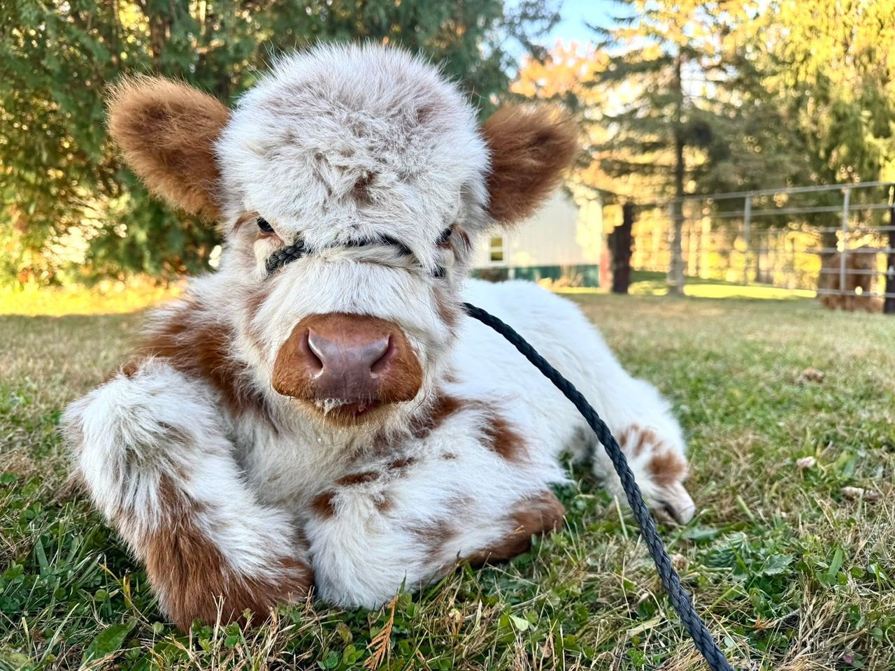 Mini Highland Cows for Sale - Miniature Highland Cows - Mini Highland ...